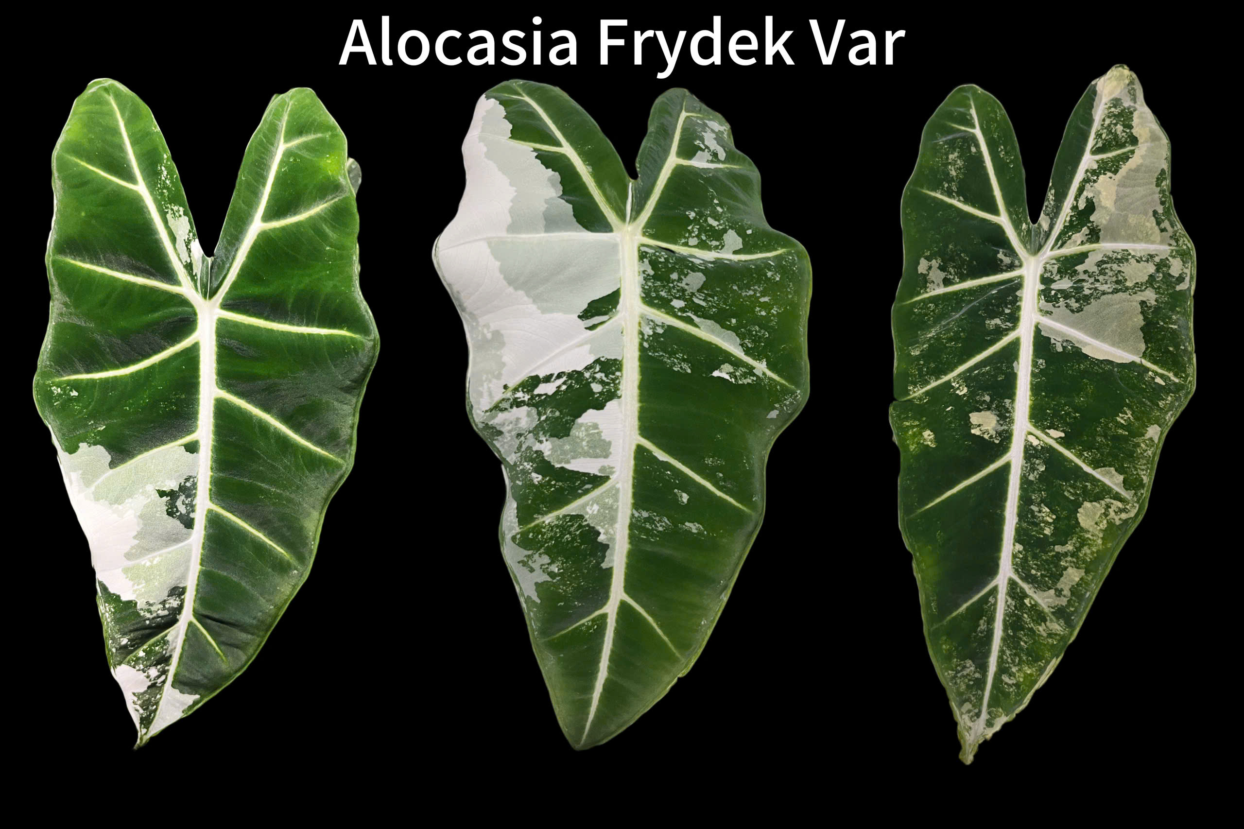 Alocasia Frydek Var – Môn Nhung Đột Biến: Kiểng Lá Đẹp Nhưng Khó Tính ...