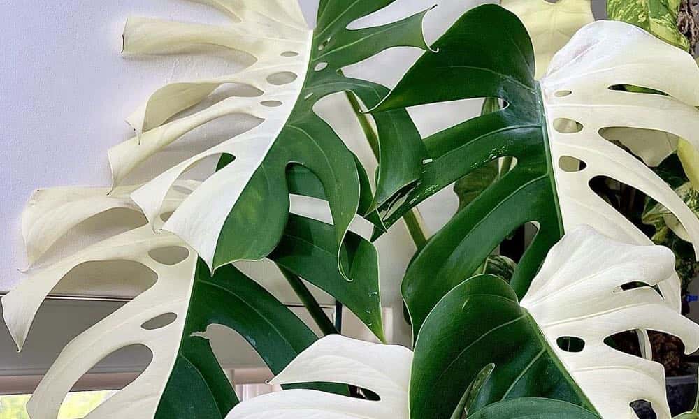 Những kiểu đột biến của Monstera Borsigiana albo - Huykiengla.com