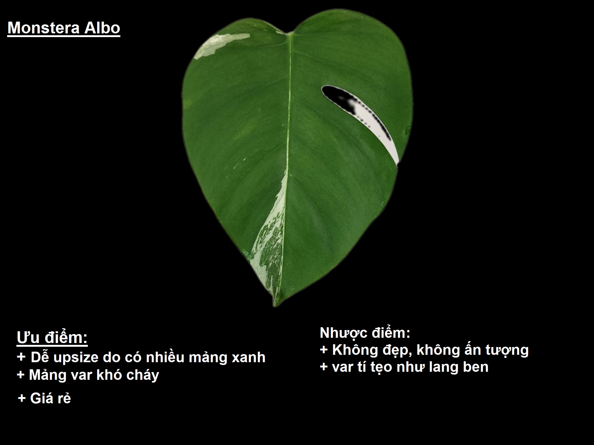 Các kiểu Var của Monstera Albo và Ưu Nhược điểm từng loại - Huykiengla.com