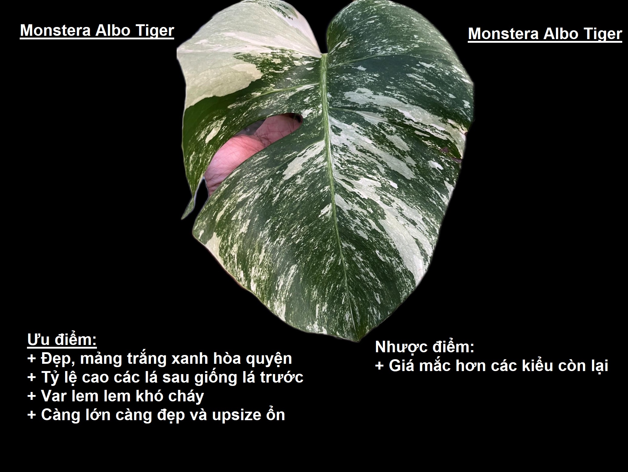 Các kiểu Var của Monstera Albo và Ưu Nhược điểm từng loại - Huykiengla.com