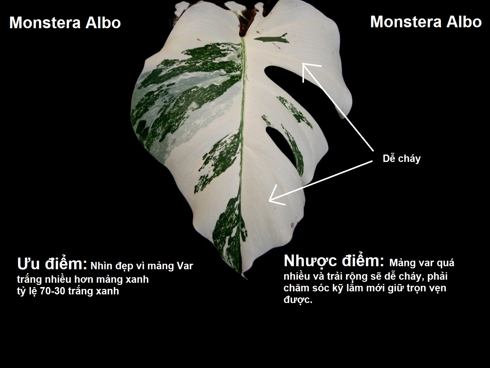 Các kiểu Var của Monstera Albo và Ưu Nhược điểm từng loại - Huykiengla.com