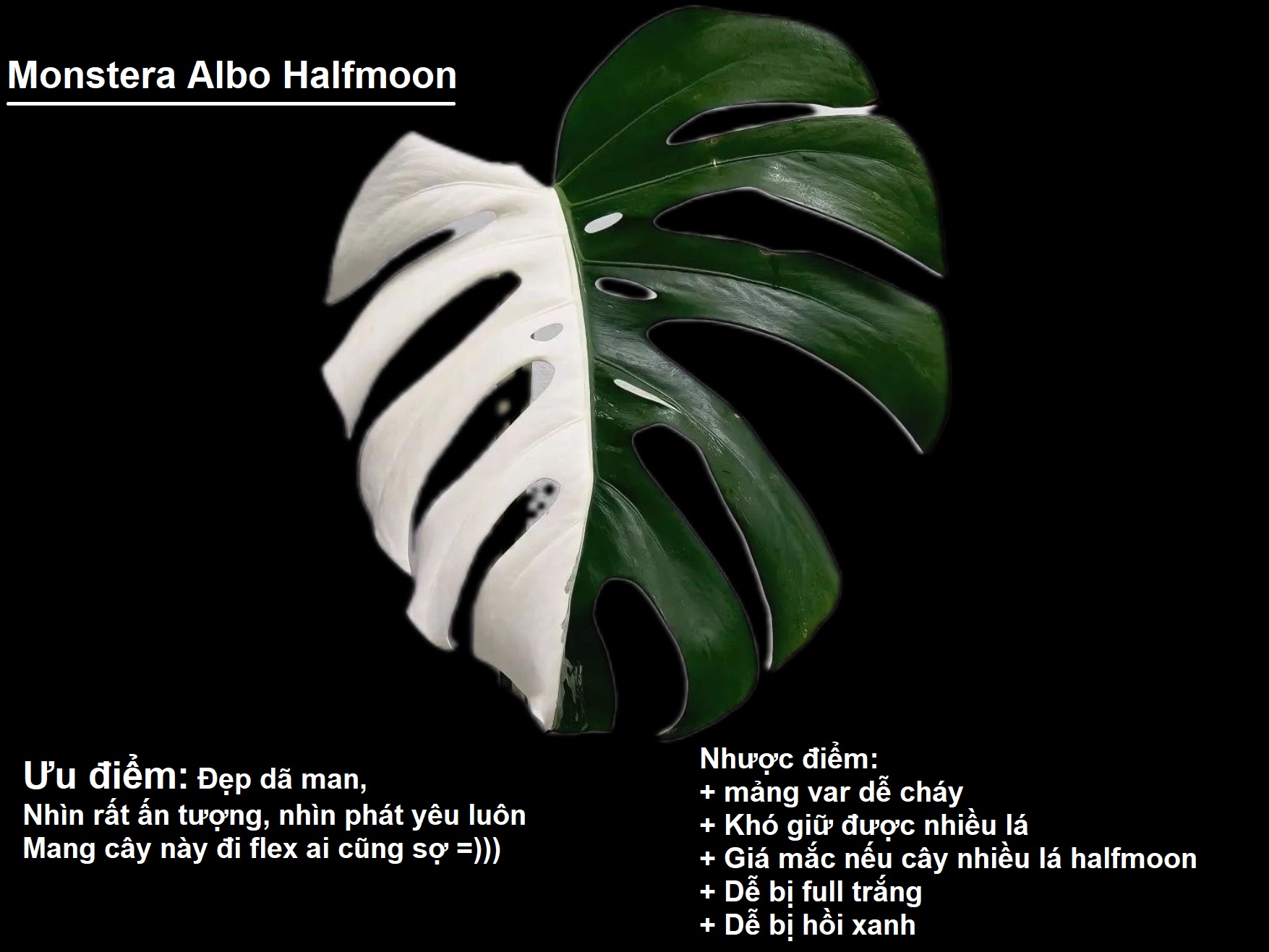 Các kiểu Var của Monstera Albo và Ưu Nhược điểm từng loại - Huykiengla.com