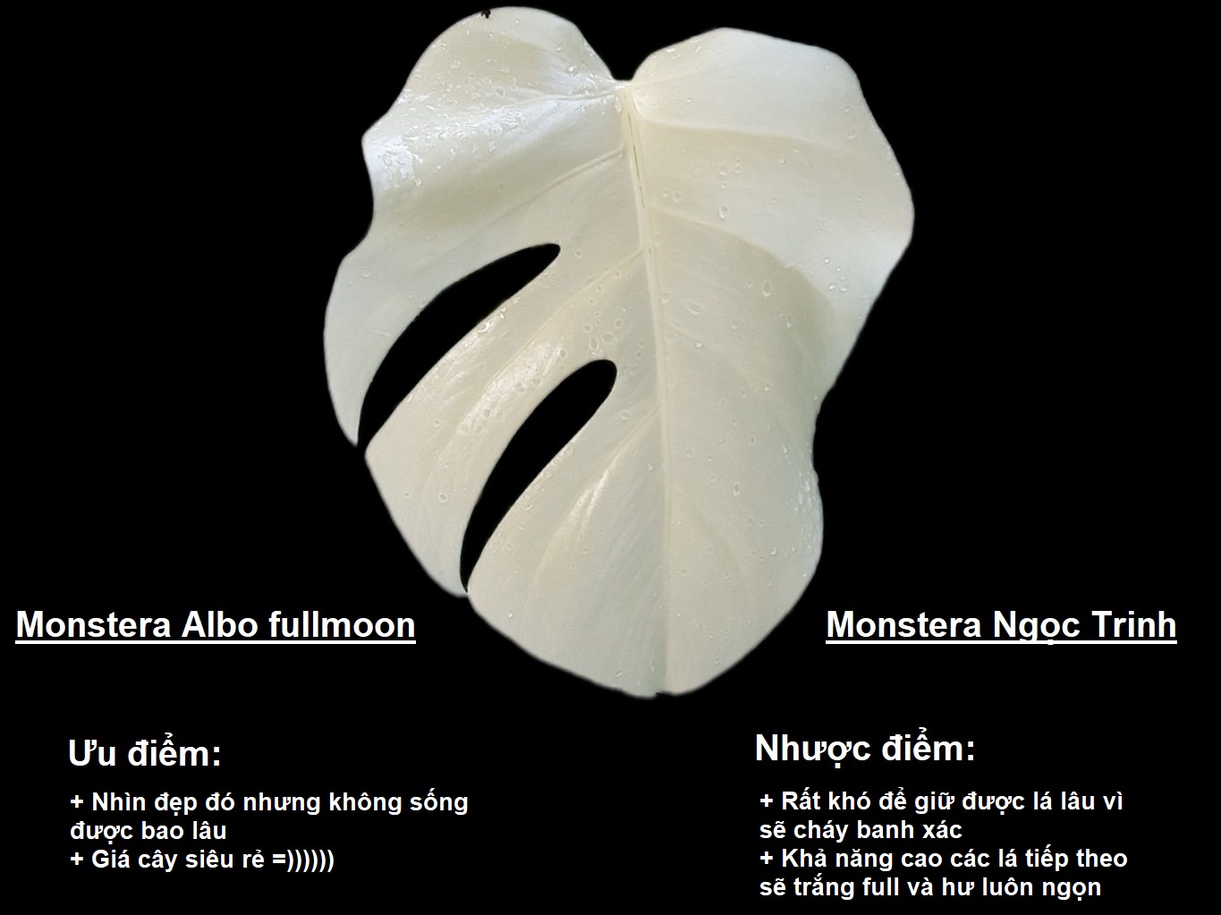 Các kiểu Var của Monstera Albo và Ưu Nhược điểm từng loại - Huykiengla.com
