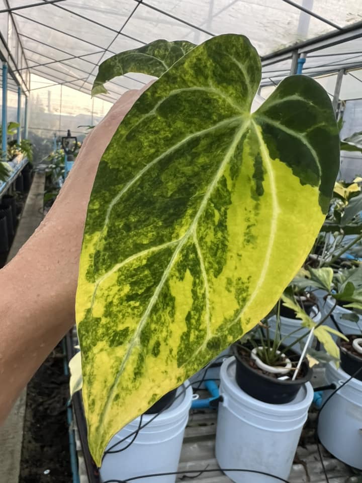 Anthurium Variegated Xu hướng kiểng lá 2024 - Huykiengla.com