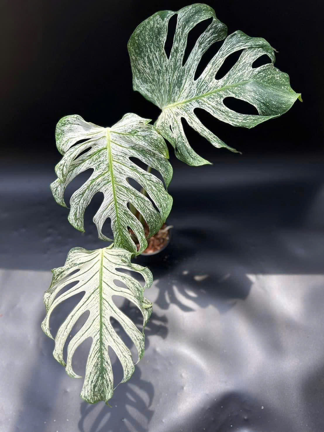 Loài kiểng lá Monstera giá trị nhất thế giới năm 2024 - MONSTERA DELI ...