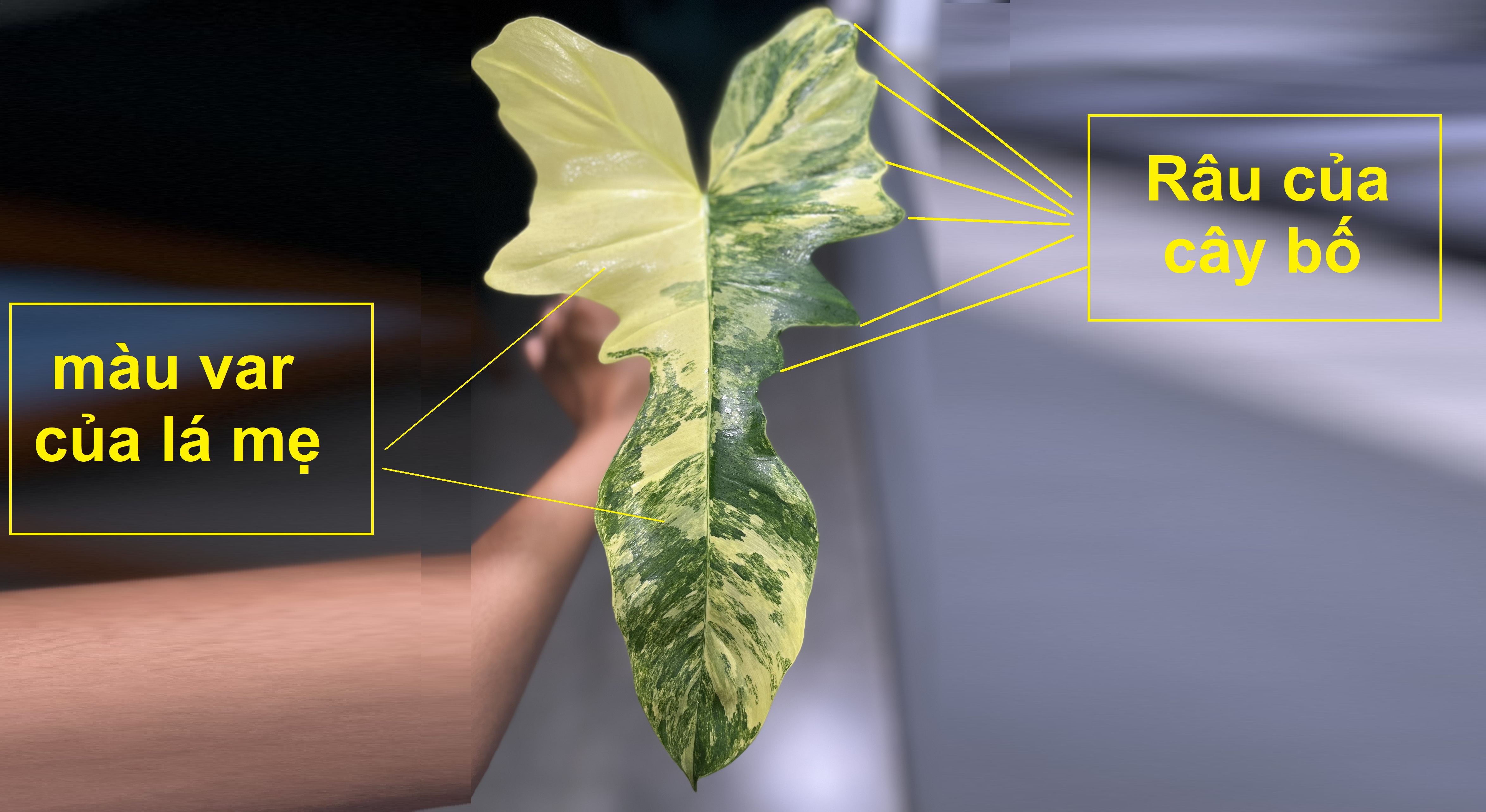 Giới Thiệu Loài Kiểng Lá Đột Biến Mới: Philodendron Kitina - Huykiengla.com