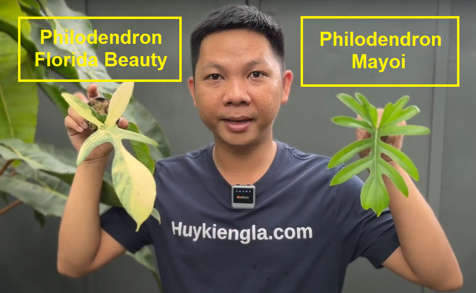 Giới Thiệu Loài Kiểng Lá Đột Biến Mới: Philodendron Kitina - Huykiengla.com