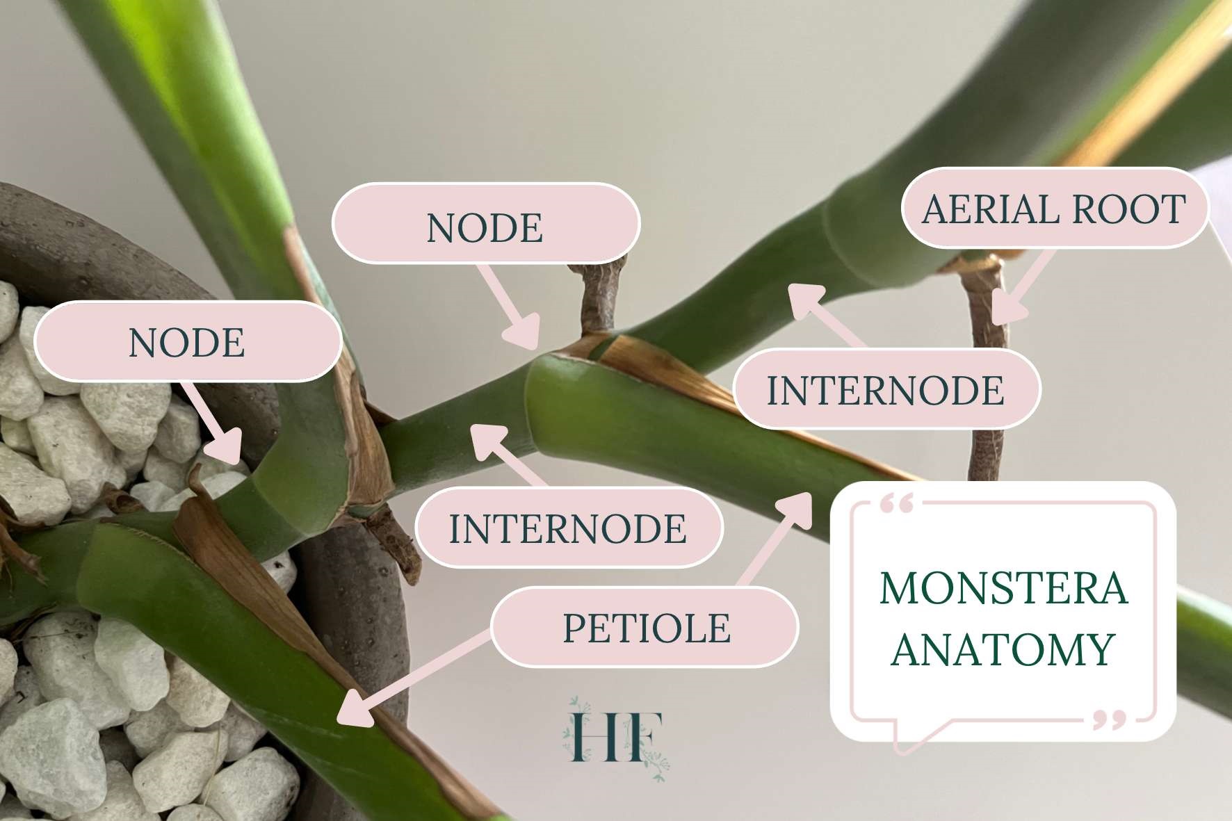 Kinh nghiệm nhân giống cutting kiểng lá - Huykiengla.com