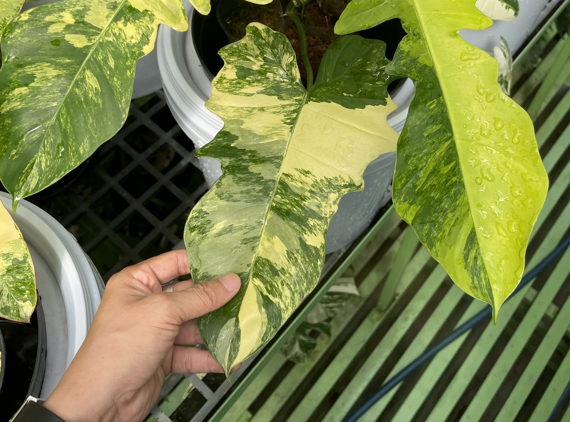 Sơn Seven - Khu Vườn Kiểng Lá Đột Biến Độc Đáo Giữa Lòng Sài Gòn ...