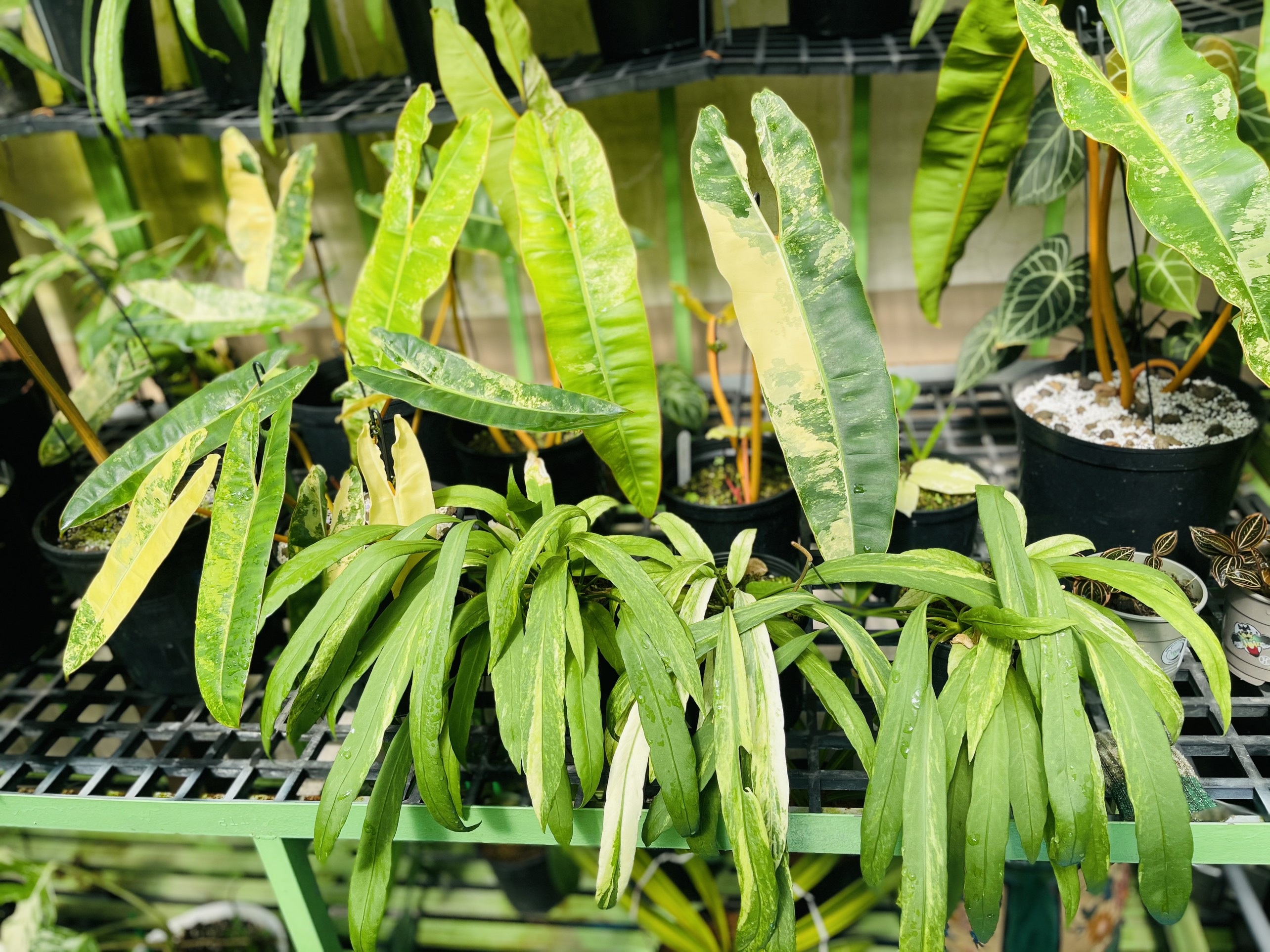 Sơn Seven - Khu Vườn Kiểng Lá Đột Biến Độc Đáo Giữa Lòng Sài Gòn ...