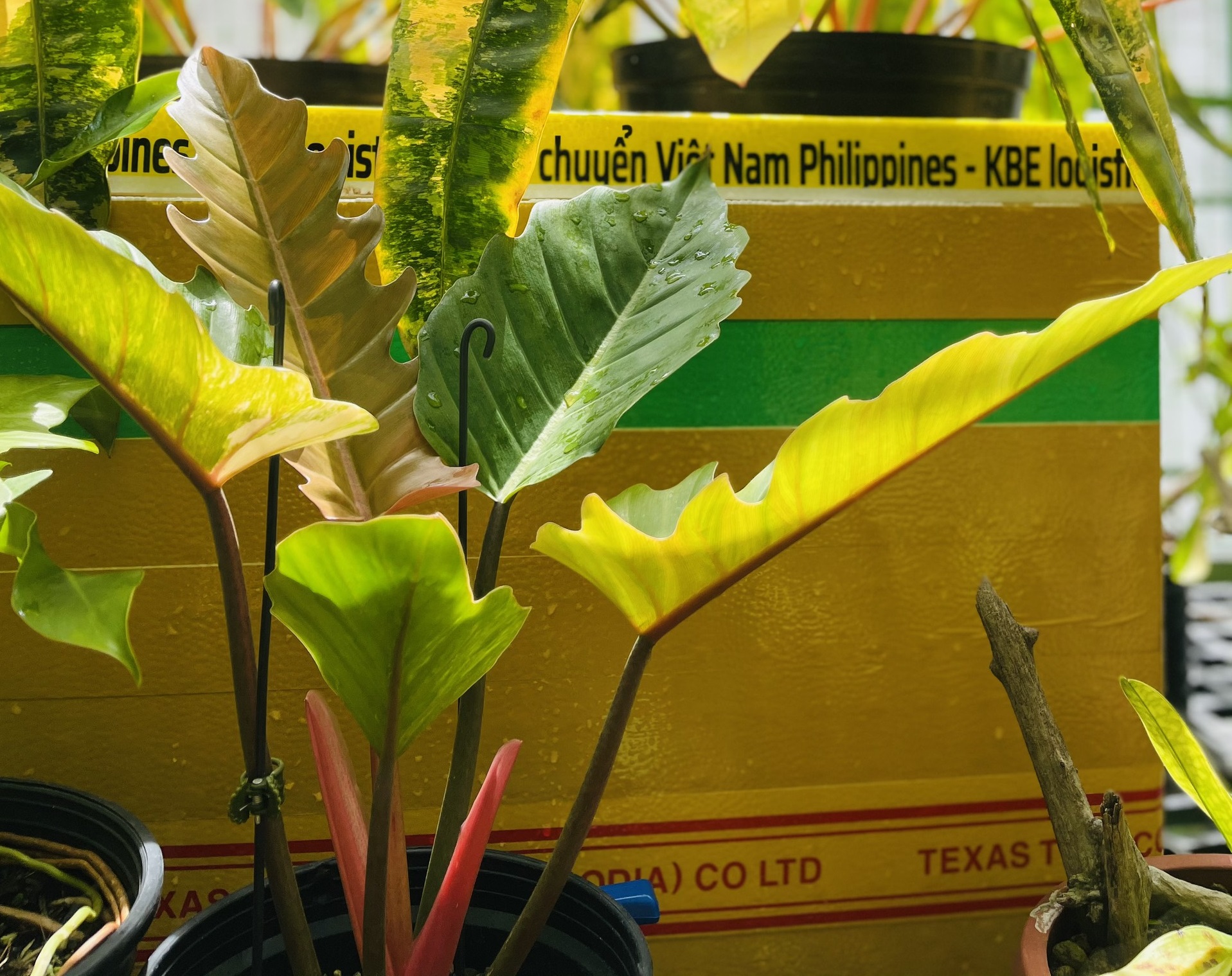 Sơn Seven - Khu Vườn Kiểng Lá Đột Biến Độc Đáo Giữa Lòng Sài Gòn ...