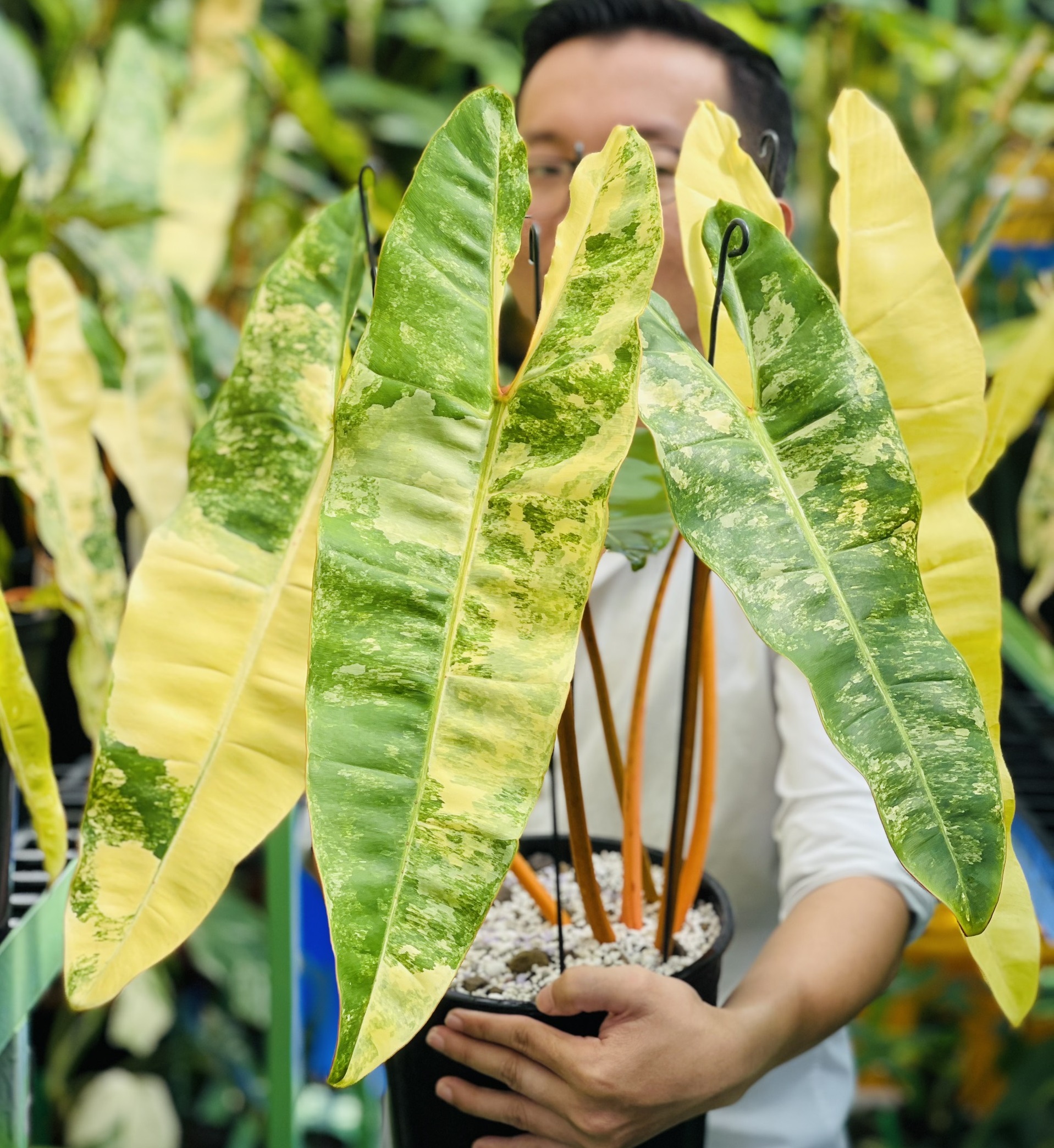 Sơn Seven - Khu Vườn Kiểng Lá Đột Biến Độc Đáo Giữa Lòng Sài Gòn ...