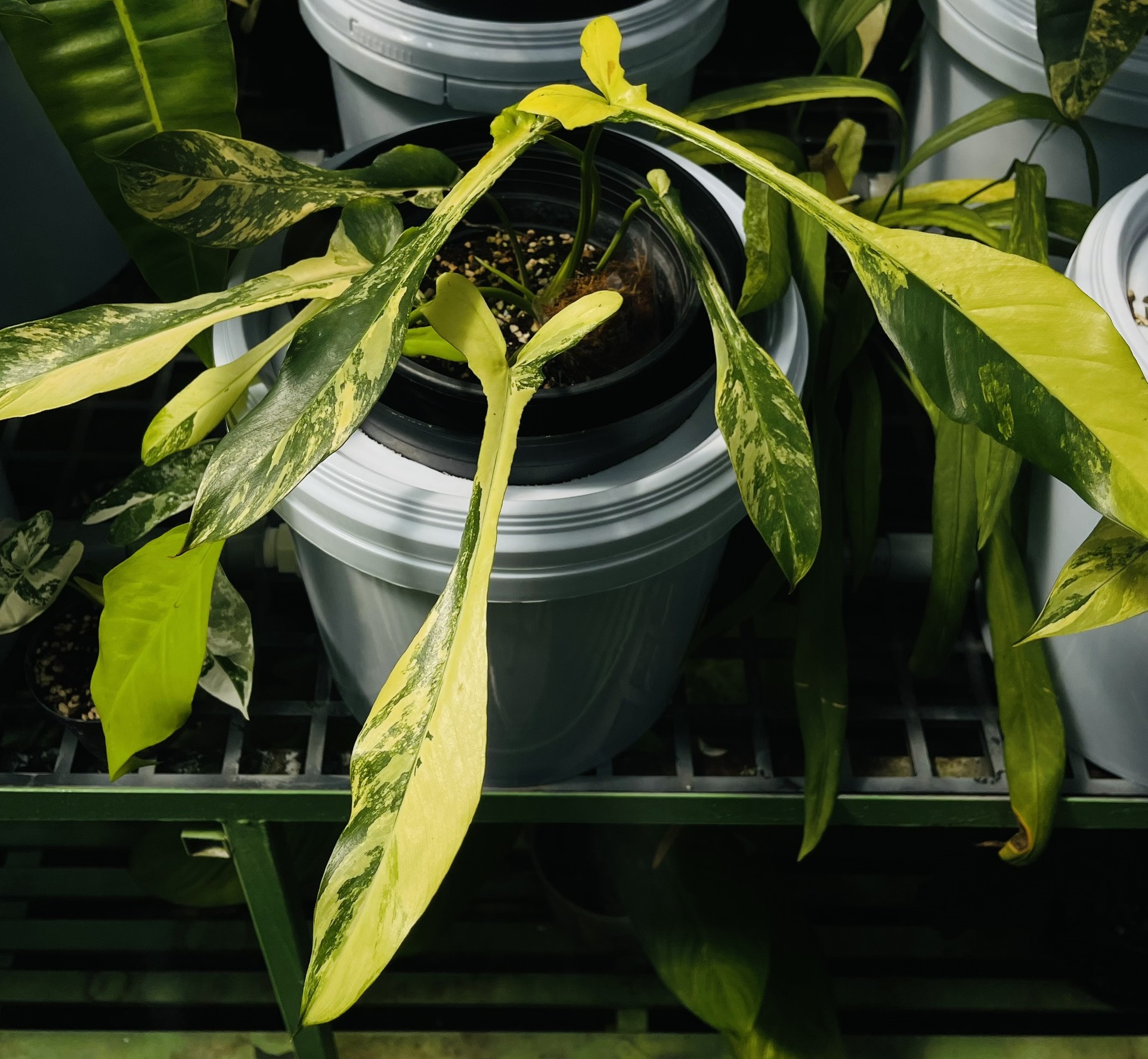 Sơn Seven - Khu Vườn Kiểng Lá Đột Biến Độc Đáo Giữa Lòng Sài Gòn ...